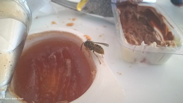 Fotografia e Javës: Grenza – Dautti